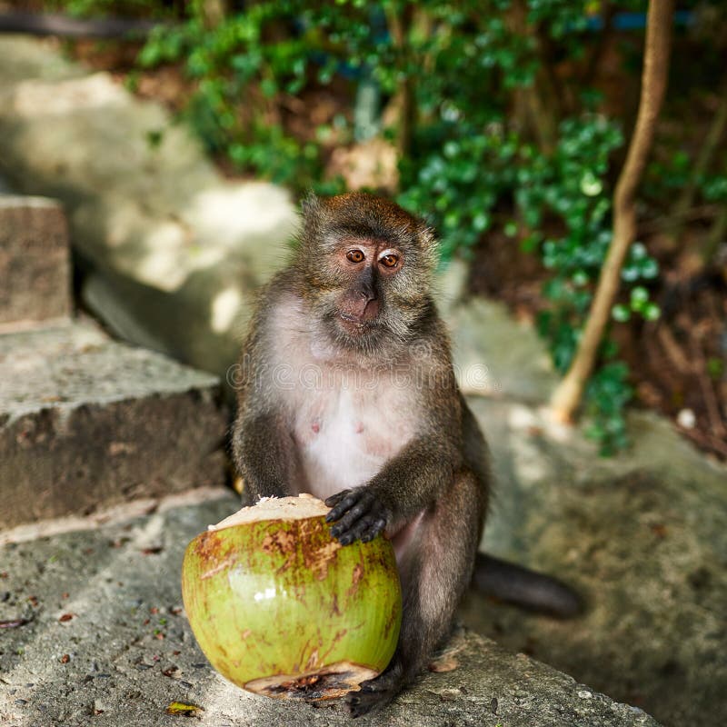 Curious about the World. Shot of a Little Monkey Eating a Coconut ...