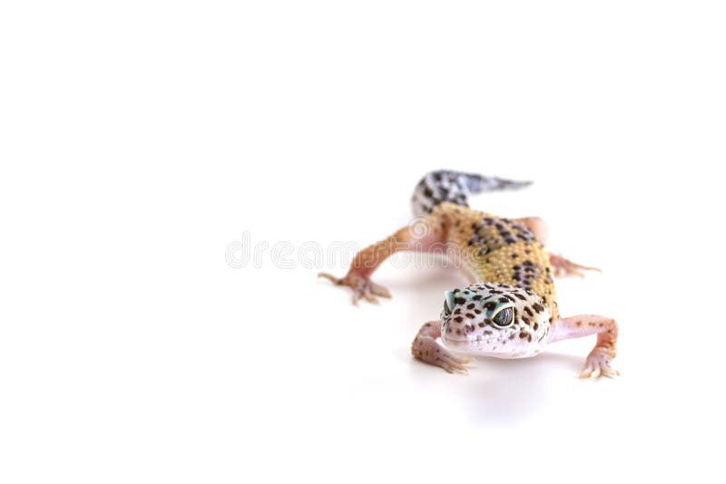Shot of Little Pet Color Lizard or Eublepharis , Isolated Stock Photo ...