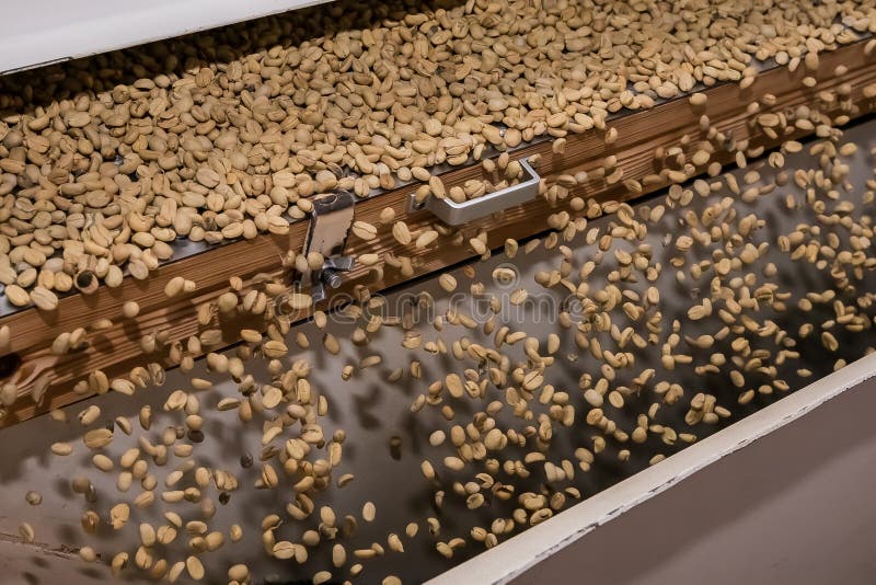 Shot of a Machine Sorting and Processing Coffee Beans in a Factory ...