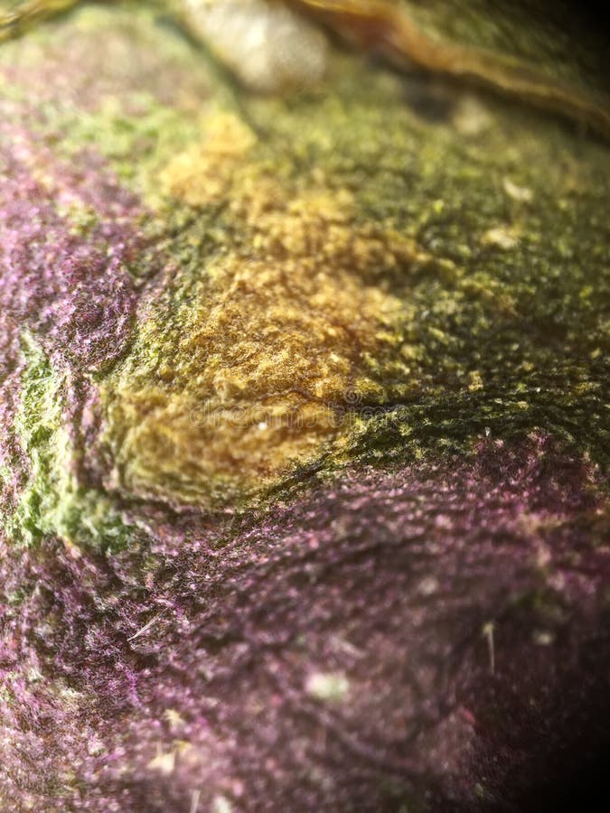 Leaf - 400x Zoom to Plants stock image. Image of branch - 107029117