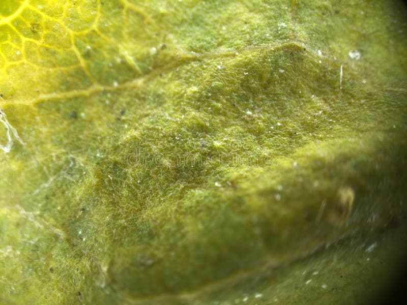 Leaf - 400x Zoom to Plants stock photo. Image of closeup - 107028338