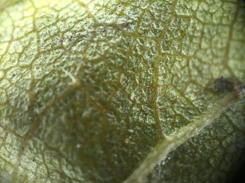 Leaf - 400x Zoom to Plants stock image. Image of ornamental - 107029047