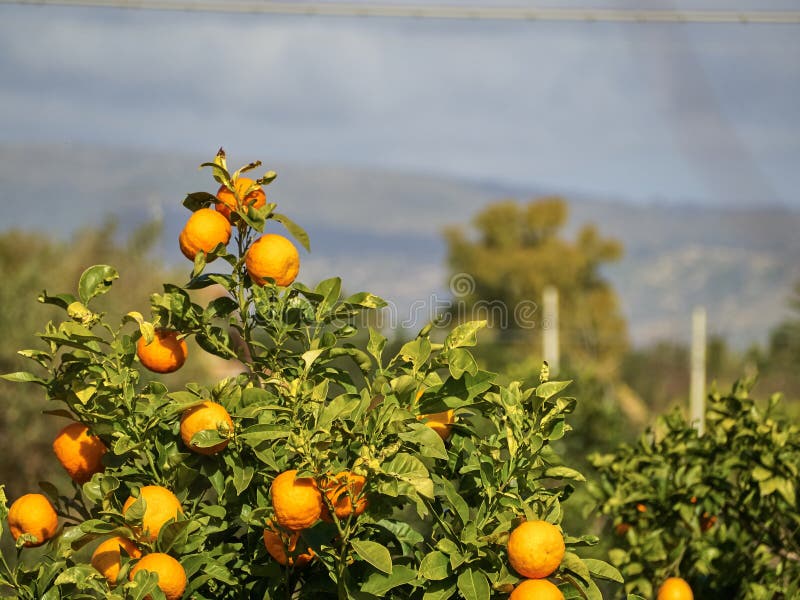 Shot of a Mandarin Tree Tangerine Tree Stock Image - Image of field ...