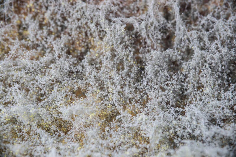 Shot of Mold on Bread Closeup. Fighting Mold and Mildew Stock Photo ...