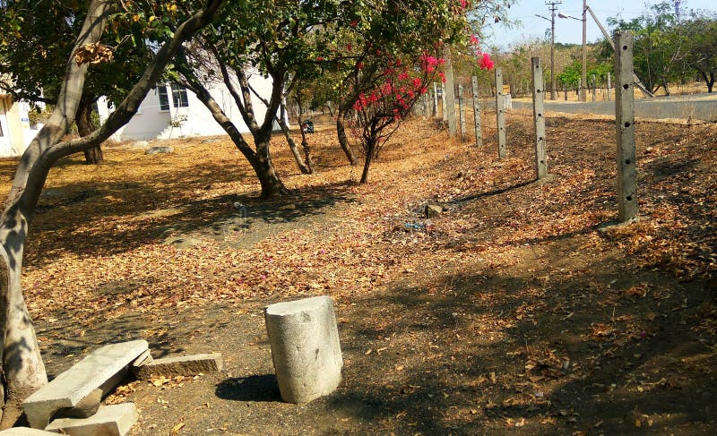 Shot of Numerous Green Trees Growing by the Roadside Stock Image ...