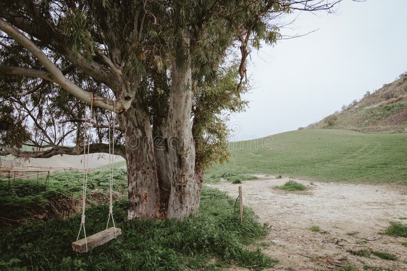 Shot of an Old Tree and an Empty Swing Hanged on it in Nature Stock ...