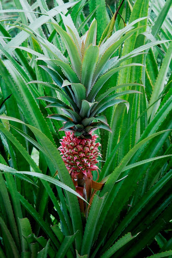 Shot of One Bush of Exotic Pineapple Fruit Growing on a Plantation in ...