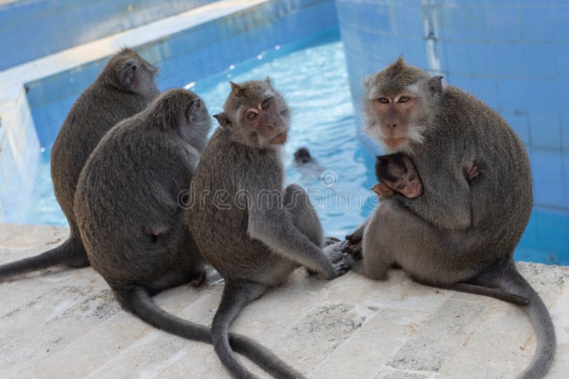 Shot of Our Monkeys Playing in Water Around a Pool Stock Photo - Image ...
