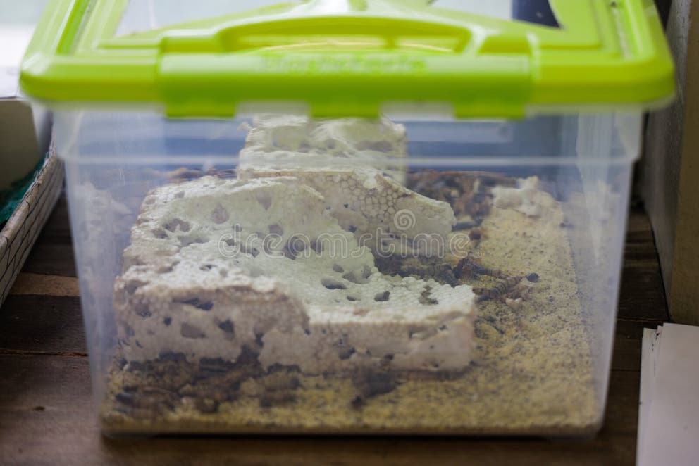 Shot of Parasites on the Container in a Laboratory Stock Image - Image ...