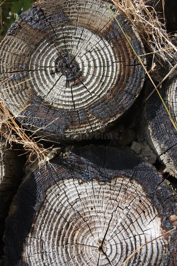 A Group of Logs with Large Tree Rings. Stock Photo - Image of inside ...