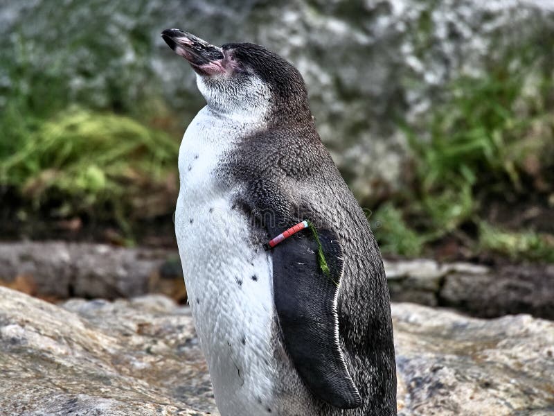 Shot of a penguin stock image. Image of close, hunter - 132344773