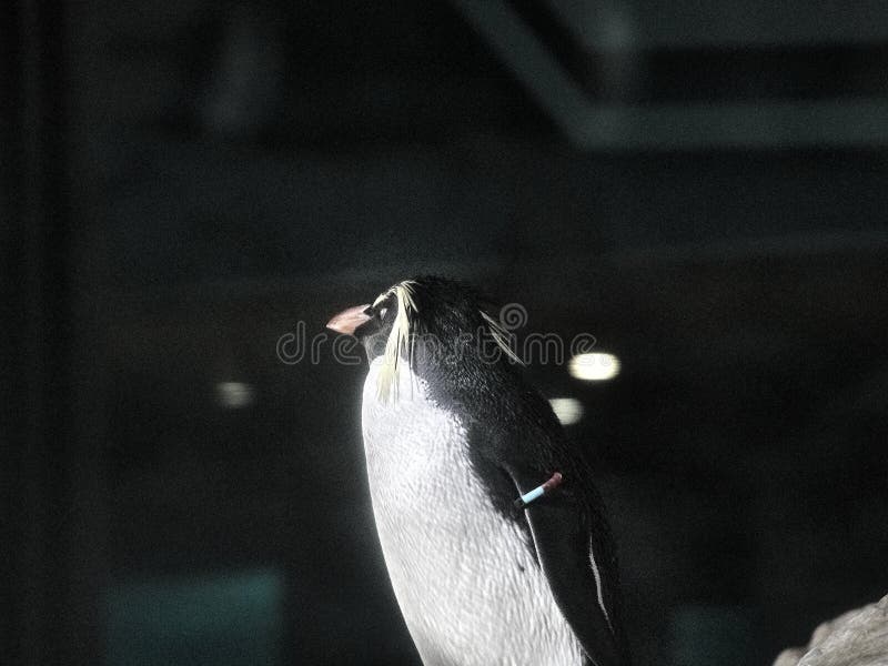 Shot of a penguin stock image. Image of flat, gould - 132345861