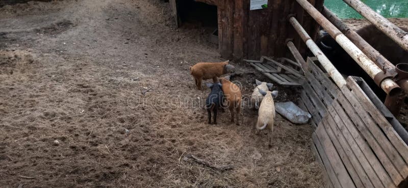 Shot of the Pigs in the Pigsty. Village Stock Photo - Image of bright ...
