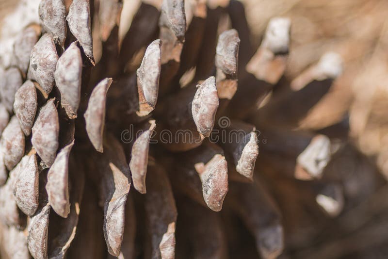 Pine cone structure stock image. Image of conifer, brown - 28362605