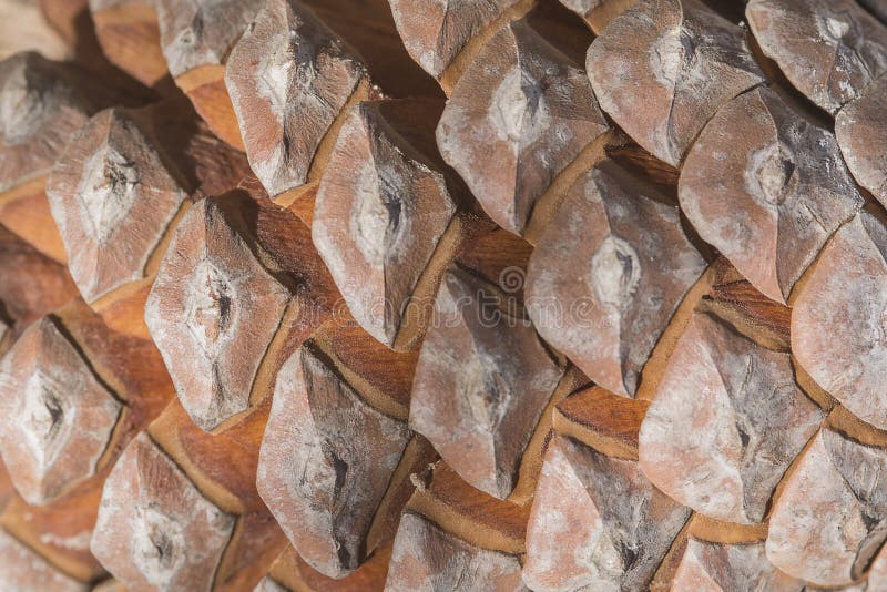 Pine cone structure stock photo. Image of showing, backdrop - 102812092