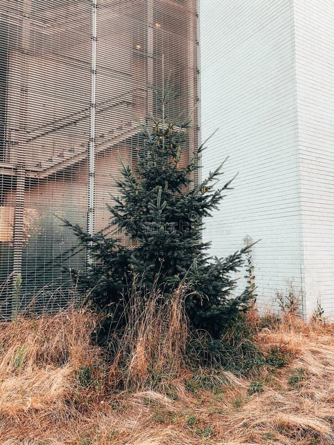 Shot of a Pine Tree in Autumn Colors Against a Tall Building Stock ...