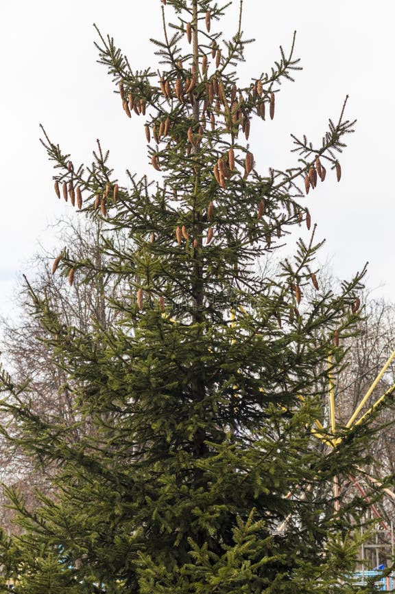 Shot of the Pine Tree with Pines. Nature Stock Photo - Image of forest ...