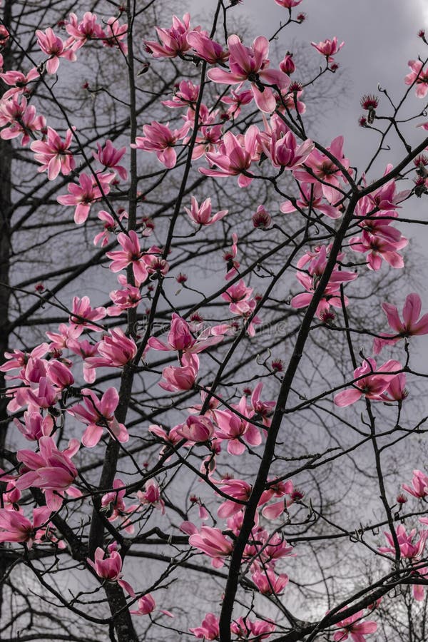 Shot of a Pink Magnolia in Spring Stock Image - Image of springlike ...