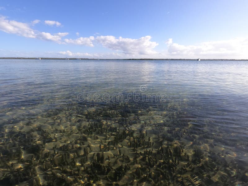 Shot of Plants on the Lake Sandy Bottom Visible through the Clear ...