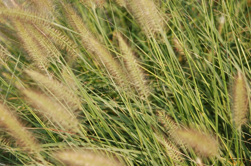 Prairie Grass stock photo. Image of green, prairie, travel - 29802106