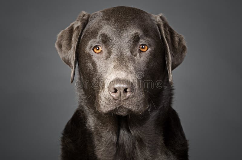 Proud Labrador Retriever stock photo. Image of young - 12970588