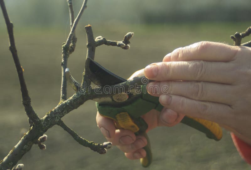 Pruning Fruit Trees in Spring Stock Image - Image of park, pruning ...