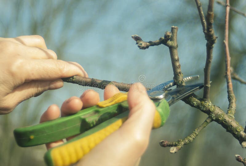 Pruning Fruit Trees in Spring Stock Photo - Image of human, garden ...