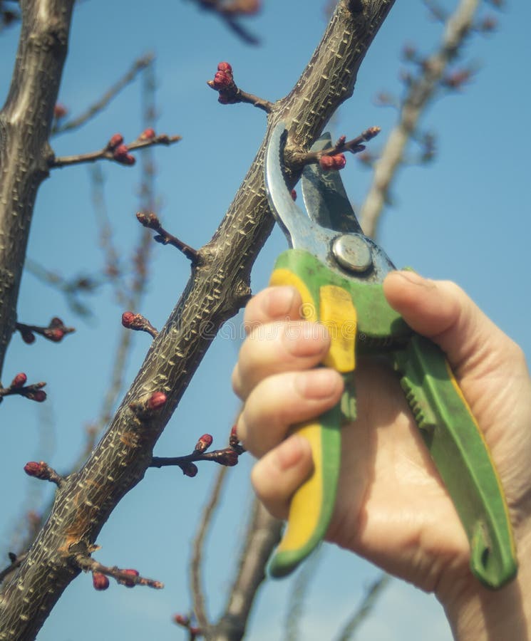 Pruning Fruit Trees in Spring Stock Image - Image of water, human ...