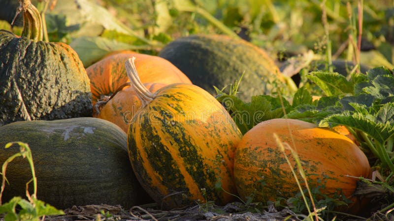 Pumpkins field stock photo. Image of patch, fresh, country - 3442654