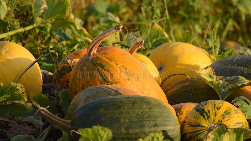Pumpkins field stock photo. Image of patch, fresh, country - 3442654