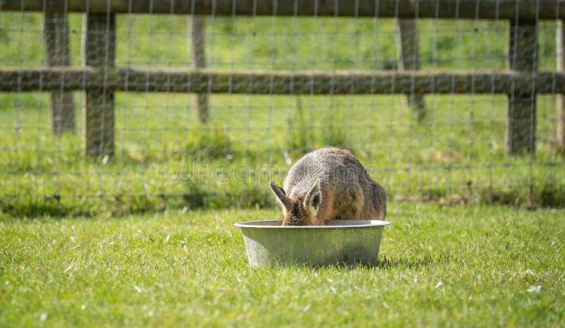 Shot of the Rabbit Drinking Water from the Bowl Put on the Surface ...