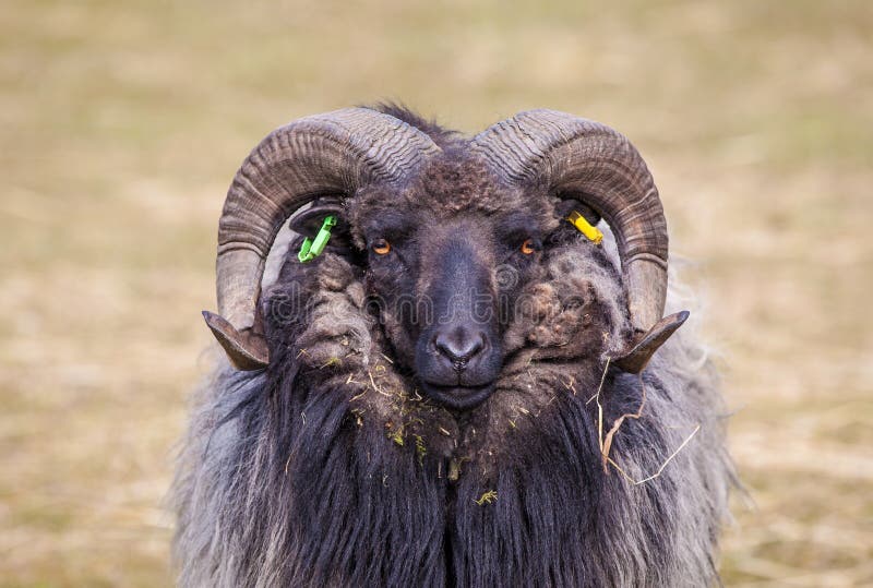 Ram stock image. Image of hebridean, sheep, mammal, curl - 30312575
