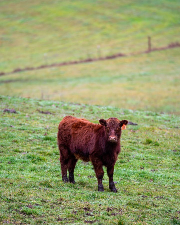 Shot of a Red Calf Standing in the Green Stock Image - Image of ...