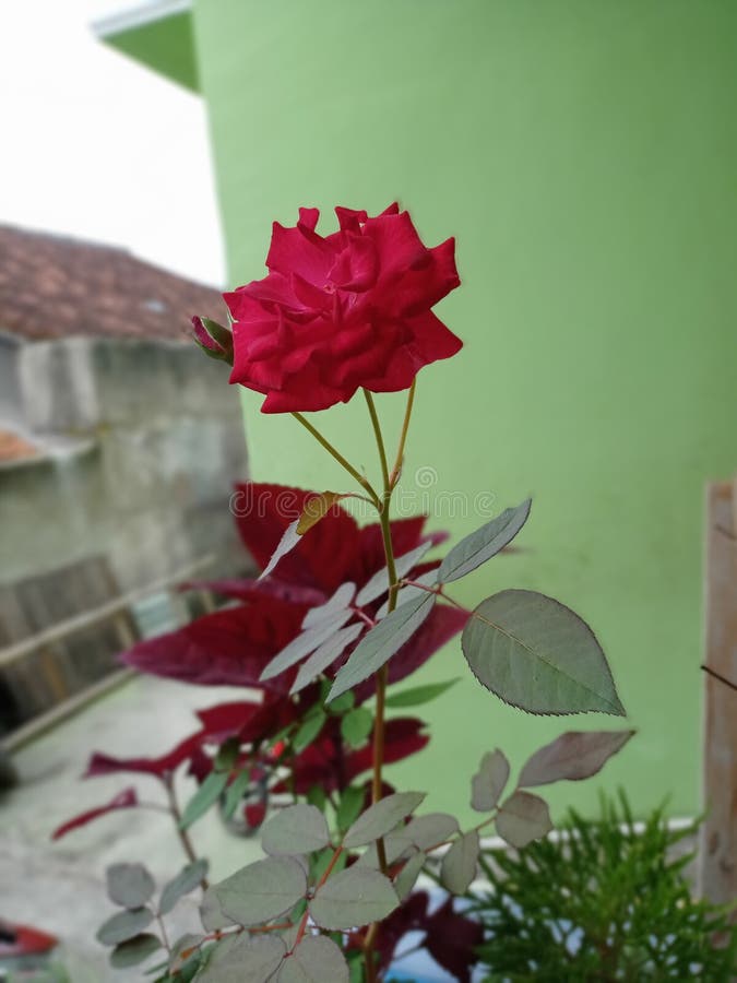 Shot of the Red Rose from the Front-angle View Stock Image - Image of ...