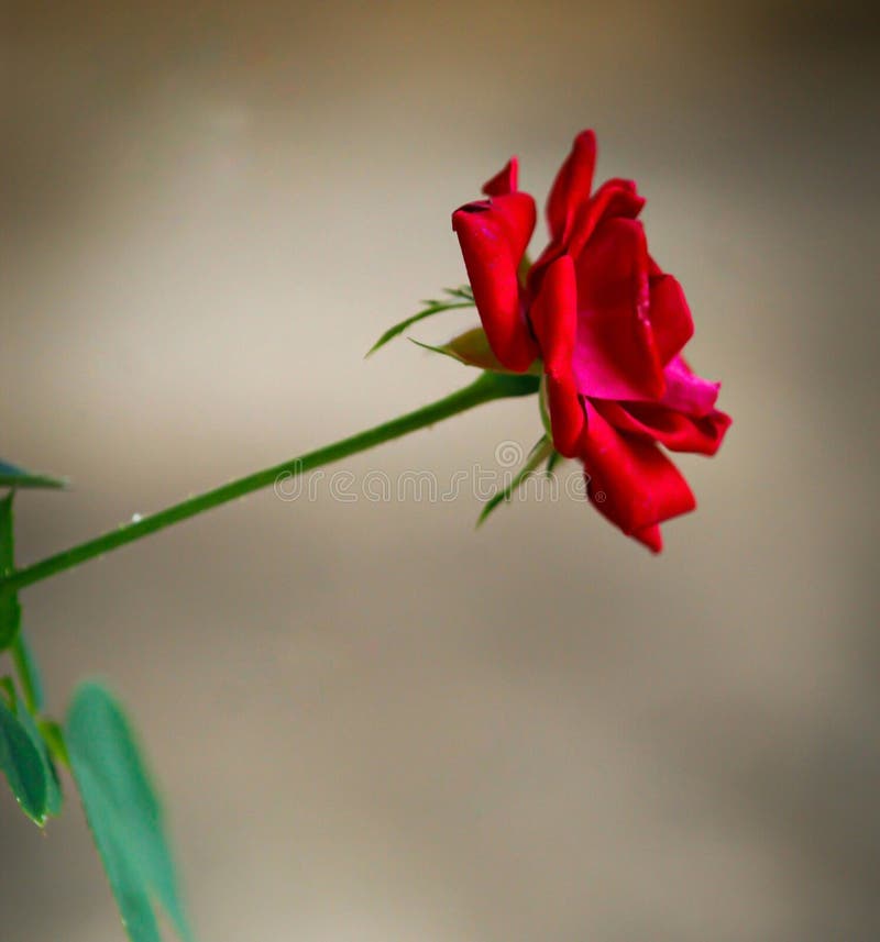 Shot of a Red Rose from the Side View. Stock Image - Image of festive ...