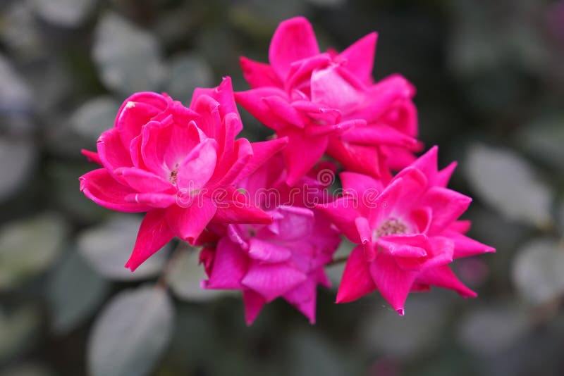 Red Roses in Bloom with a Dark Background Stock Photo - Image of dark ...