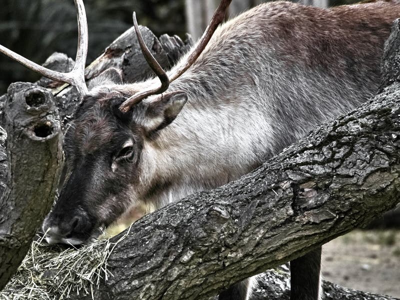 Shot of a reindeer stock image. Image of african, colorful - 132685493