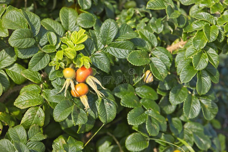 Shot of Rose Hips on a Tree at Daytime Stock Photo - Image of green ...