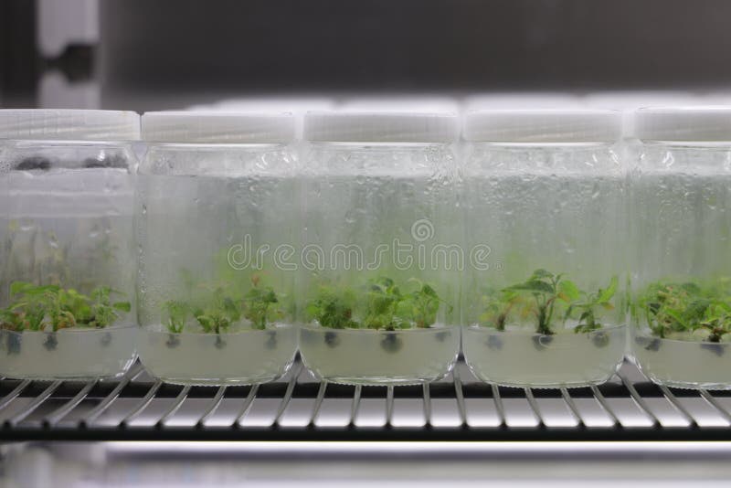 Shot of Seedlings on a Freezer in a Laboratory Stock Image - Image of ...