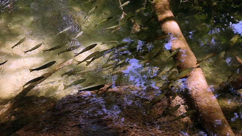 Fish swimming in river stock video. Video of nature, video - 41757085