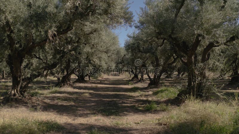 Shot Showing the Pathway between Olive Trees. Stock Video - Video of ...