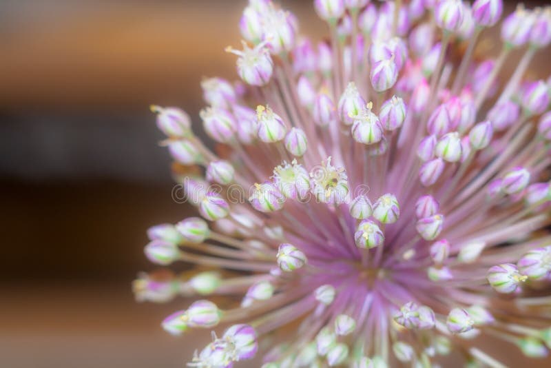 Allium flower stock photo. Image of close, ornamental - 106060854