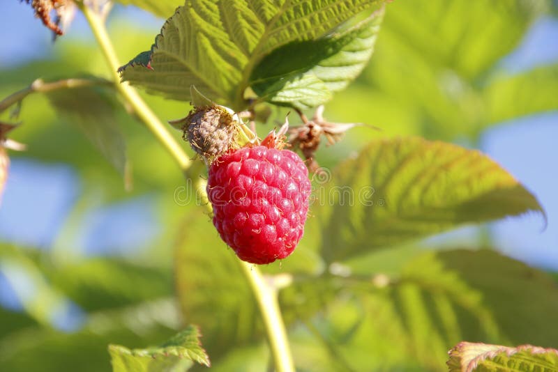 Shot of Single Raspberry stock image. Image of leaf, plump - 73805679