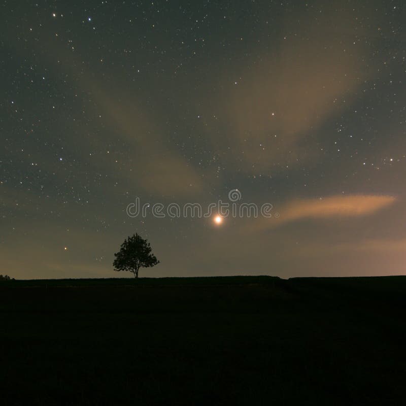 Single Tree Under Starry Sky at Night, Single Tree at Night Stock Photo ...