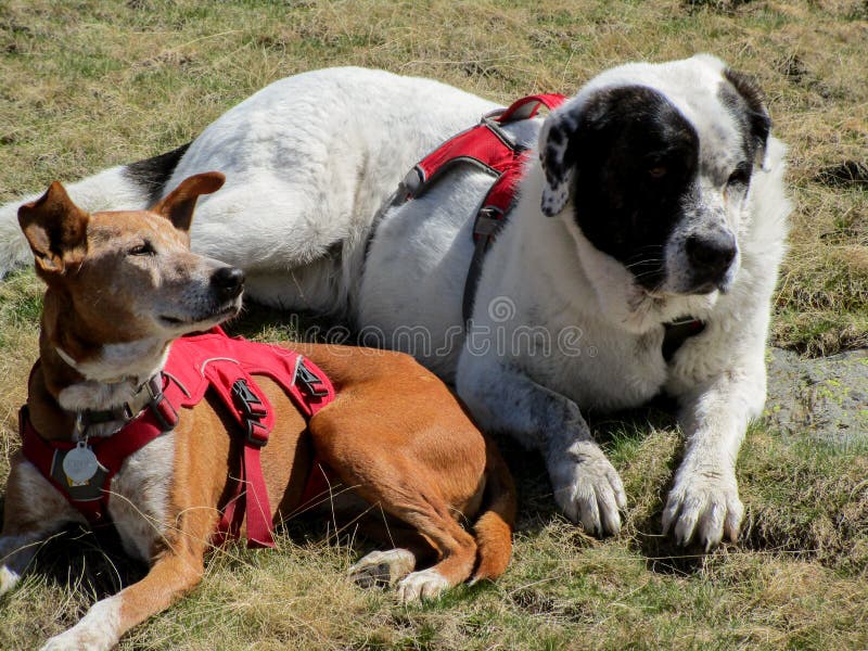 Shot of sleeping cute dogs stock image. Image of hunting - 201613241