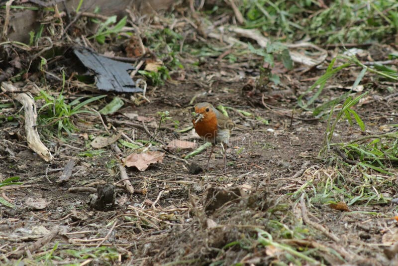 Shot of a Small Bird Sitting on the Grass and Dried Leaves Outside ...