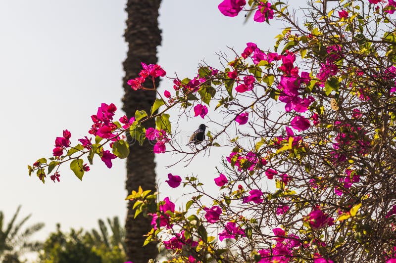 Shot of a Small Bird on the Tree. Nature Stock Photo - Image of tree ...