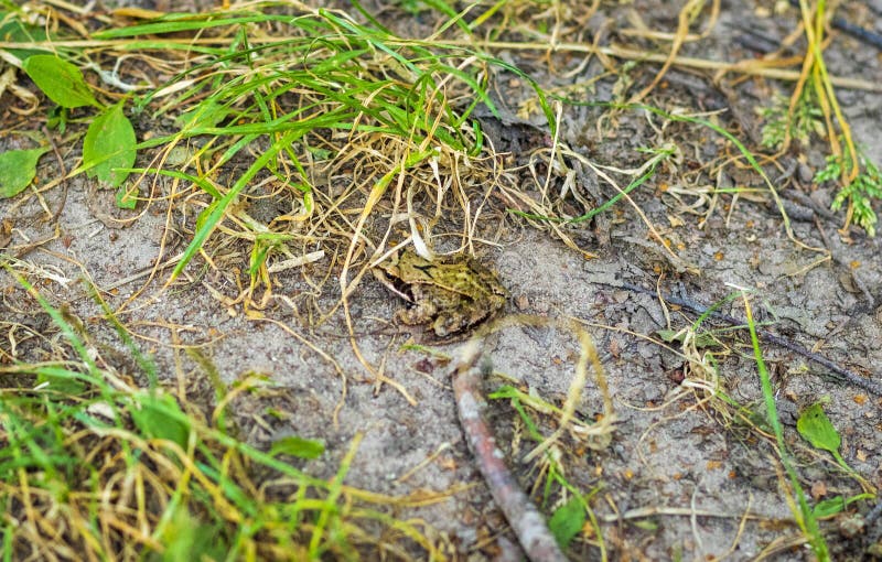 Shot of the Small Frog in the Grass. Nature Stock Image - Image of ...