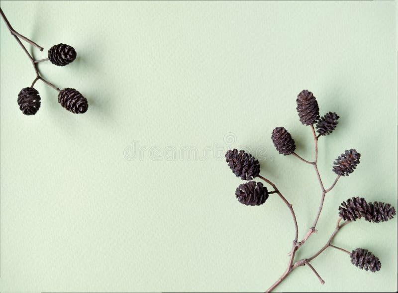 Pine Cones in the Corners of the Paper Stock Photo - Image of seasonal ...