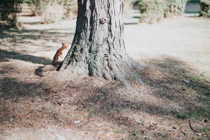 A Shot of Small Squirrel Running Quickly To Climb a Tree in the Park ...